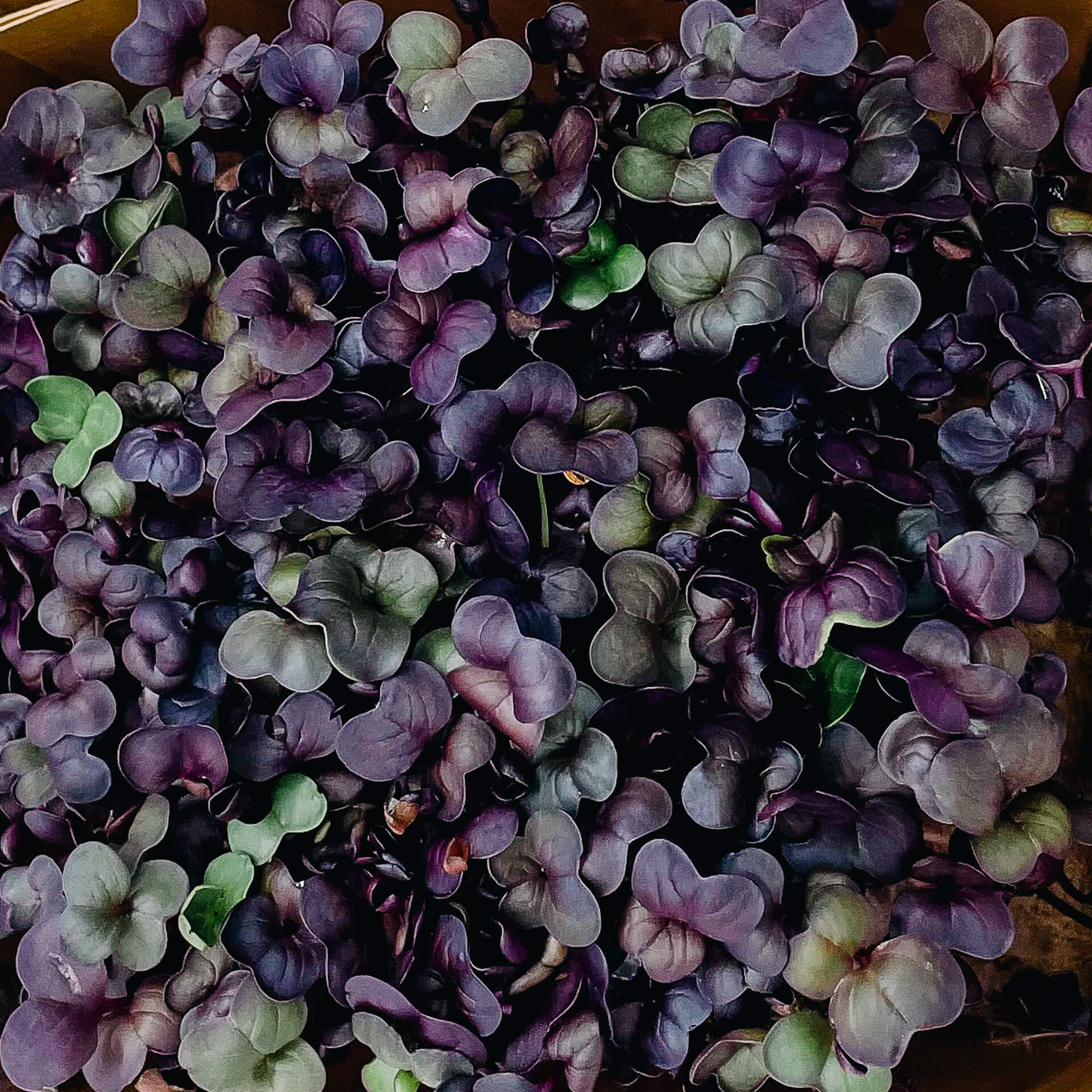 Rädisa - Red Rambo - Mikrogrönt (Raphanus sativus) – Bladverkstaden